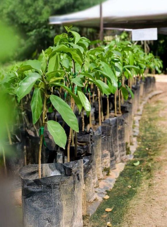 Arboles de Cacay - Tacay Natural Oils